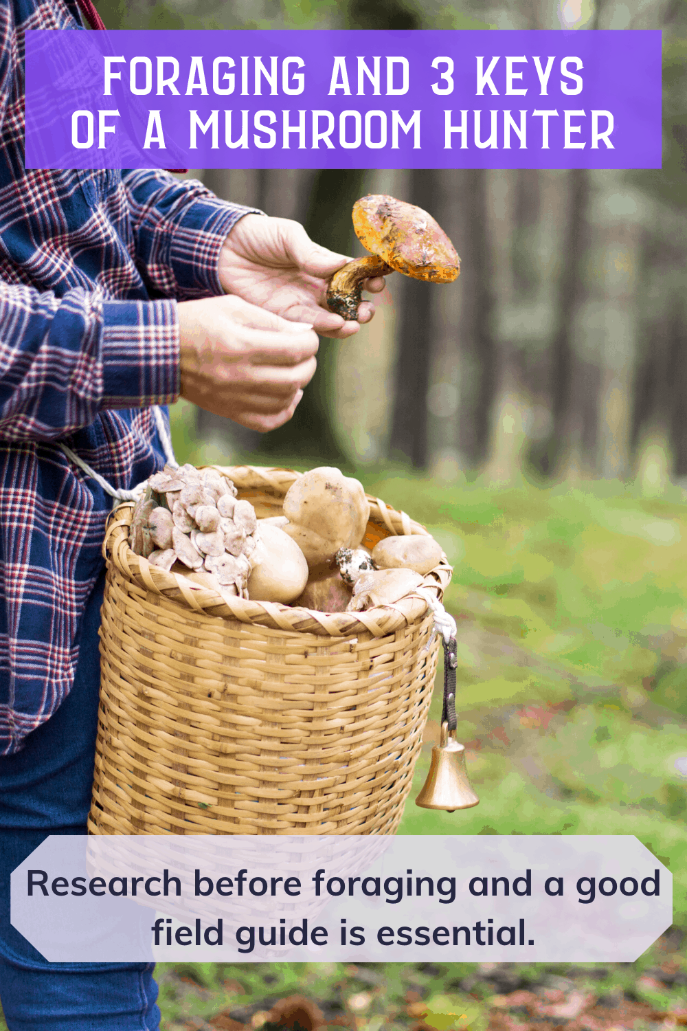 Foraging & 3 Keys of a Mushroom Hunter- Mushroom Health Guide