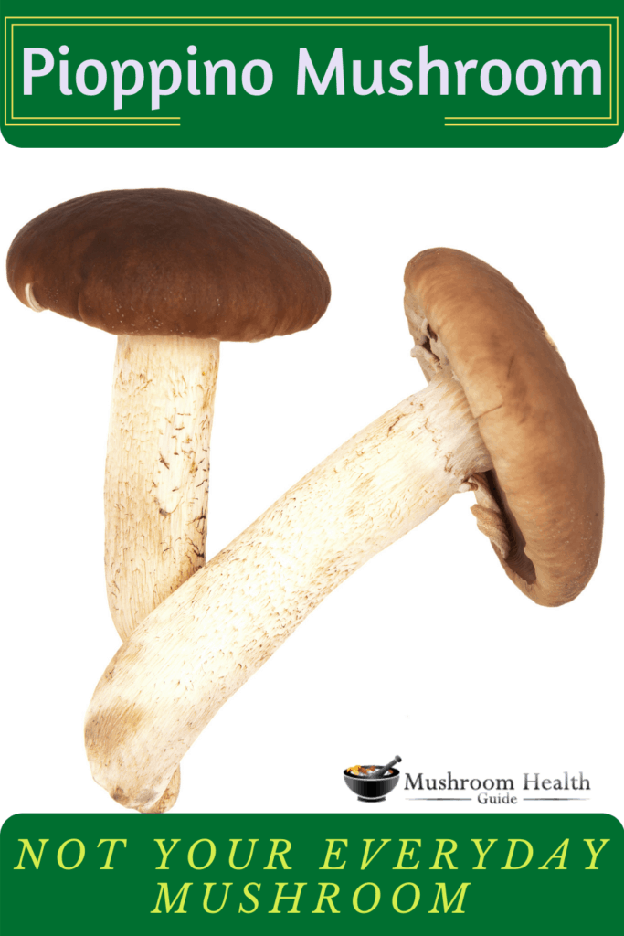 3 Facts About The Pioppino Mushroom- Mushroom Health Guide