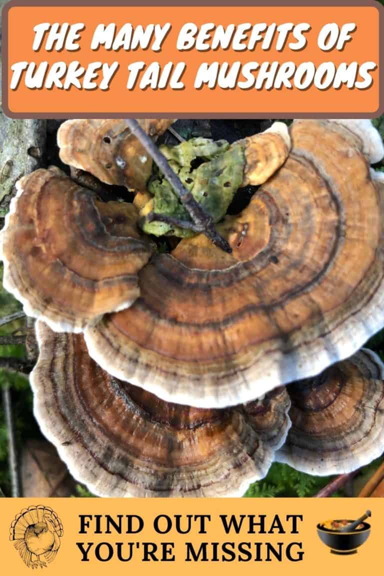 9 Health Benefits Of The Turkey Tail Mushroom - Mushroom Health Guide