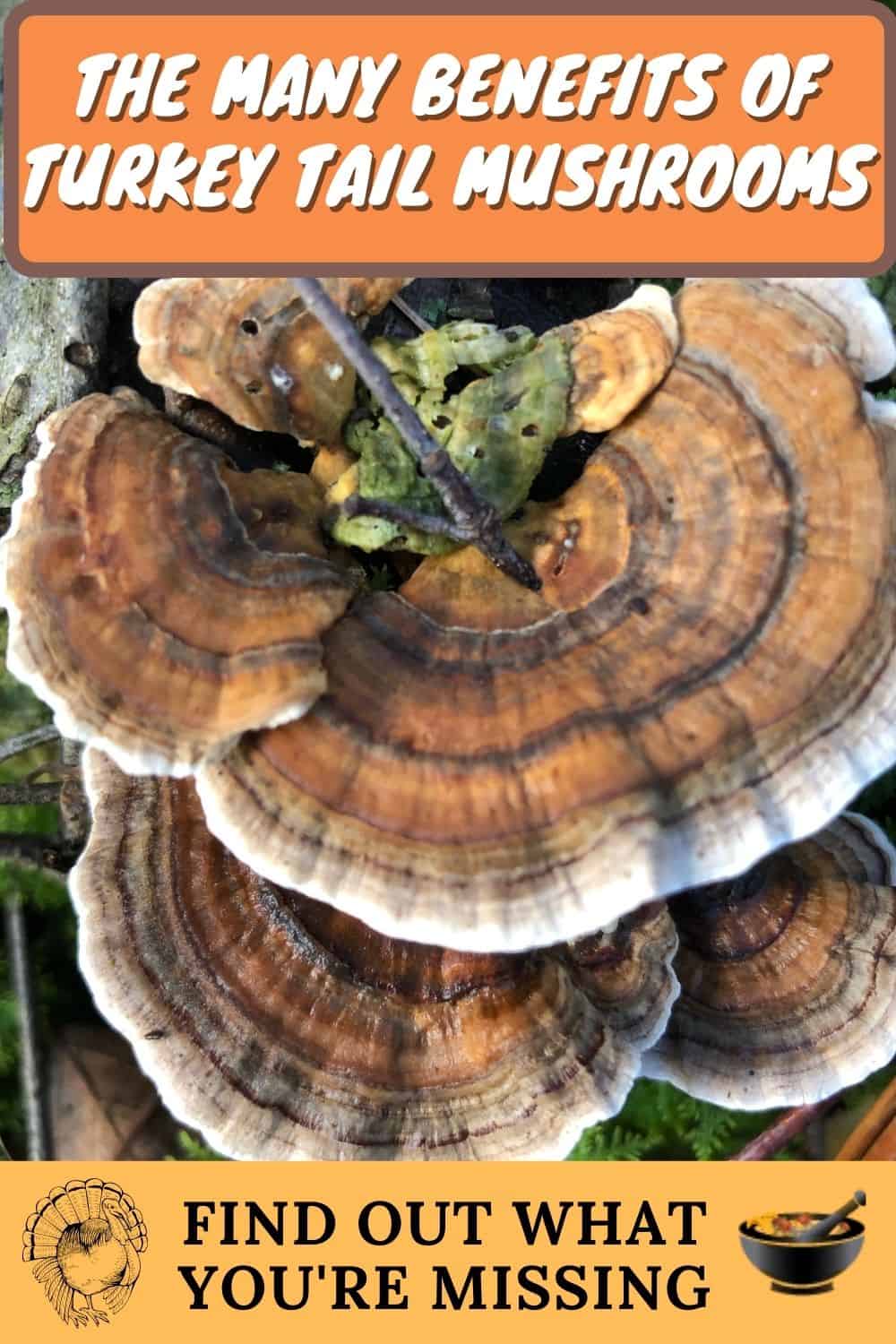 9 Health Benefits Of The Turkey Tail Mushroom - Mushroom Health Guide
